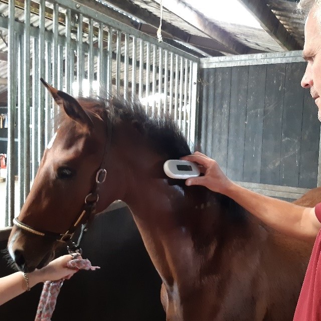 Eerste bio-thermochip geplaatst bij veulen op stal Egchelheide ...